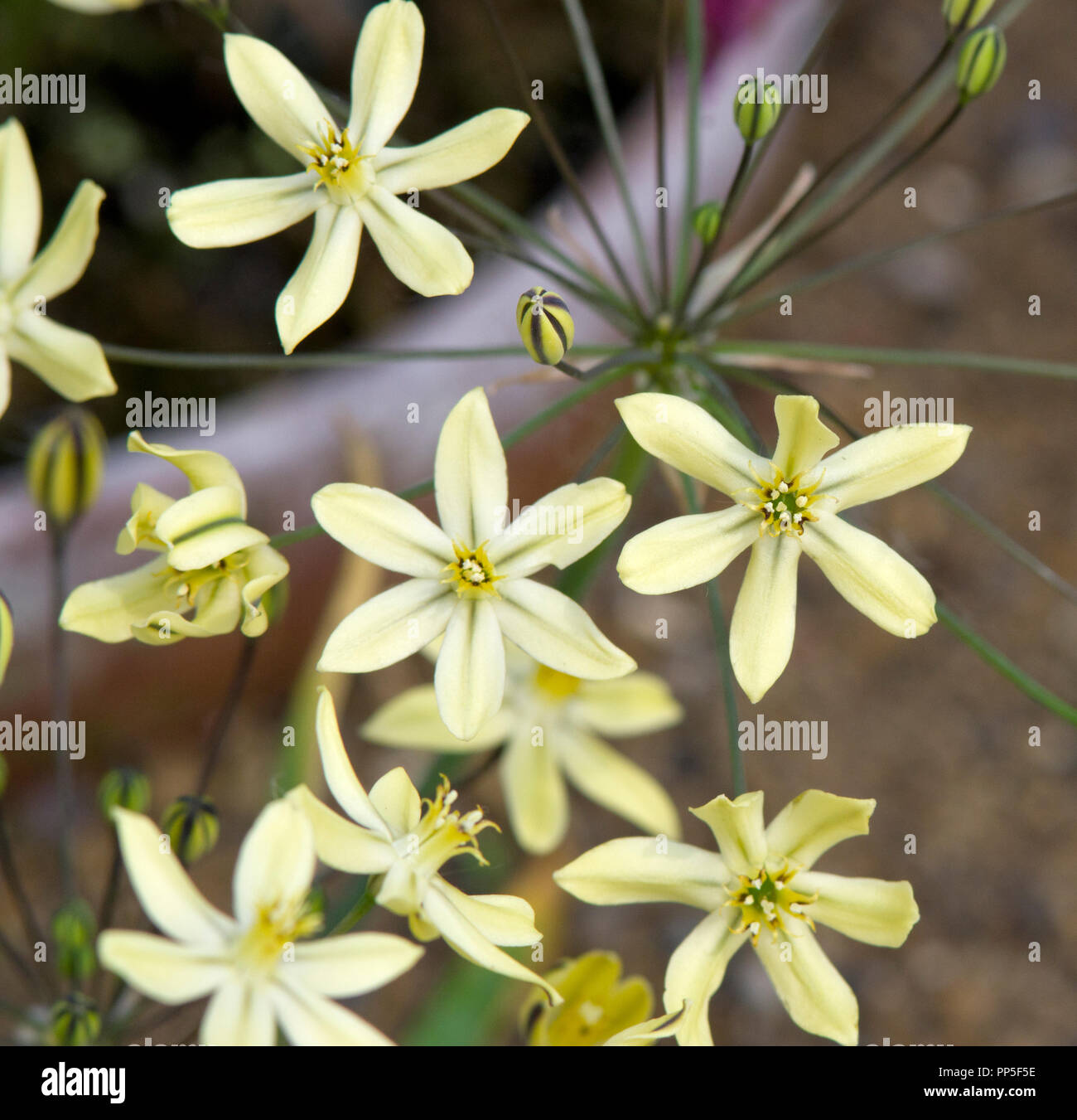 Triteleia ixioides starlight flowers hi-res stock photography and ...