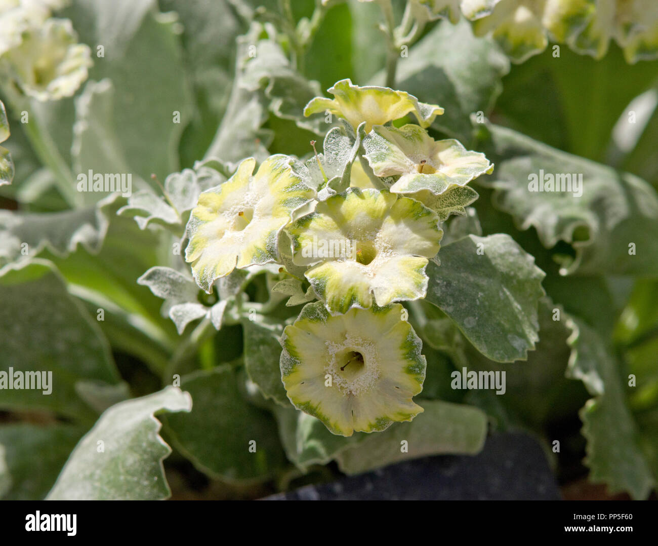 Auricula hi-res stock photography and images - Alamy