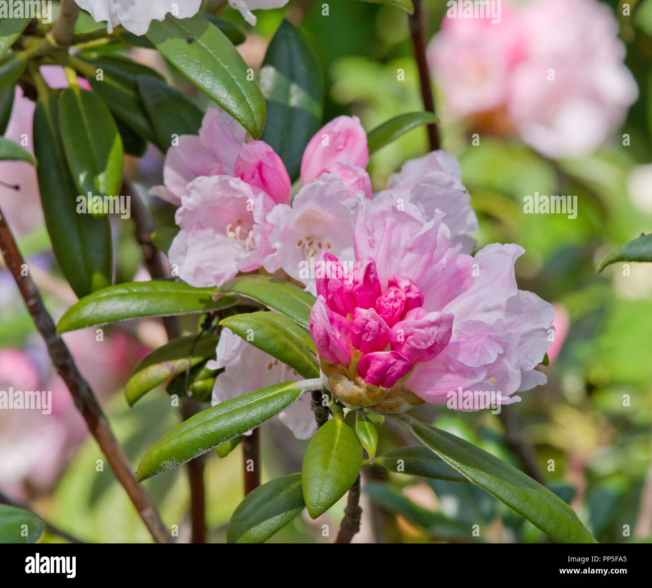 Rhododendron yakushima hi-res stock photography and images - Alamy