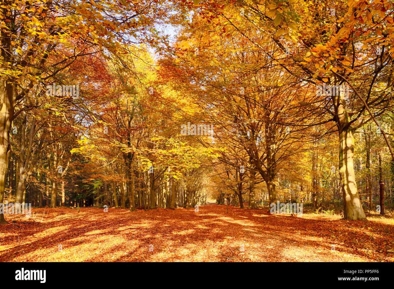 Autumn woodland trees in amazing colour of orange and red fall leaves ...