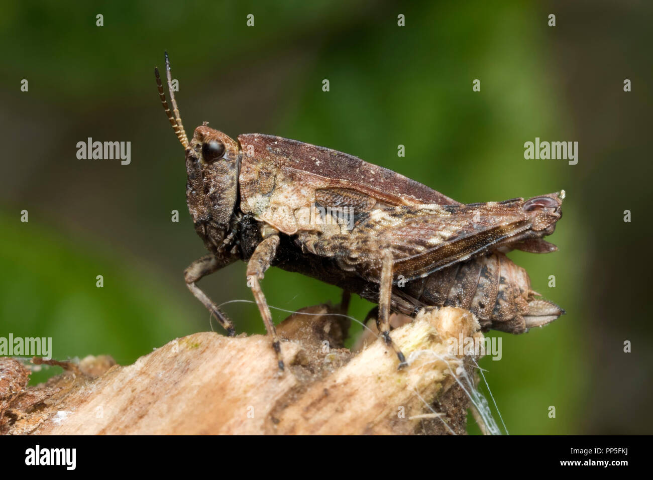 Common Groundhopper (Tetrix undulata) perched on piece of wood ...