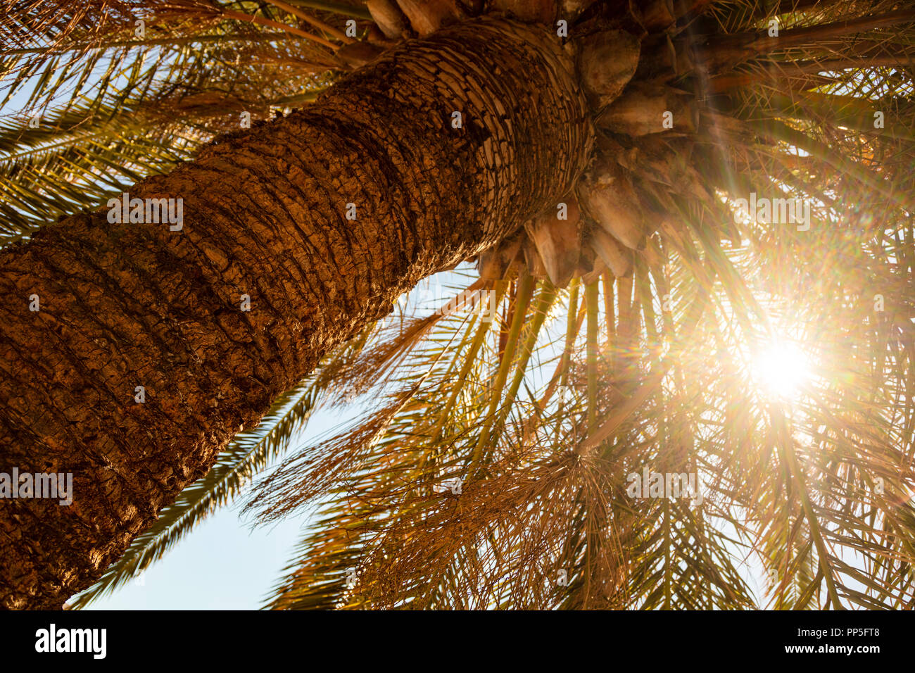 Sun shining through tropical palm trees at sunset Stock Photo - Alamy
