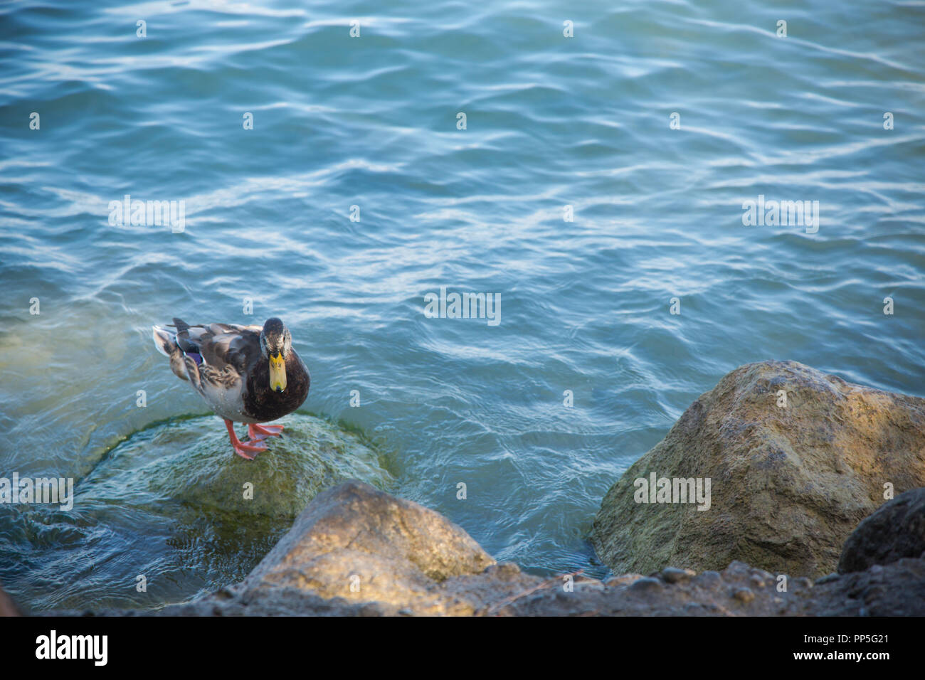 Bird lake guarda italy hi-res stock photography and images - Alamy