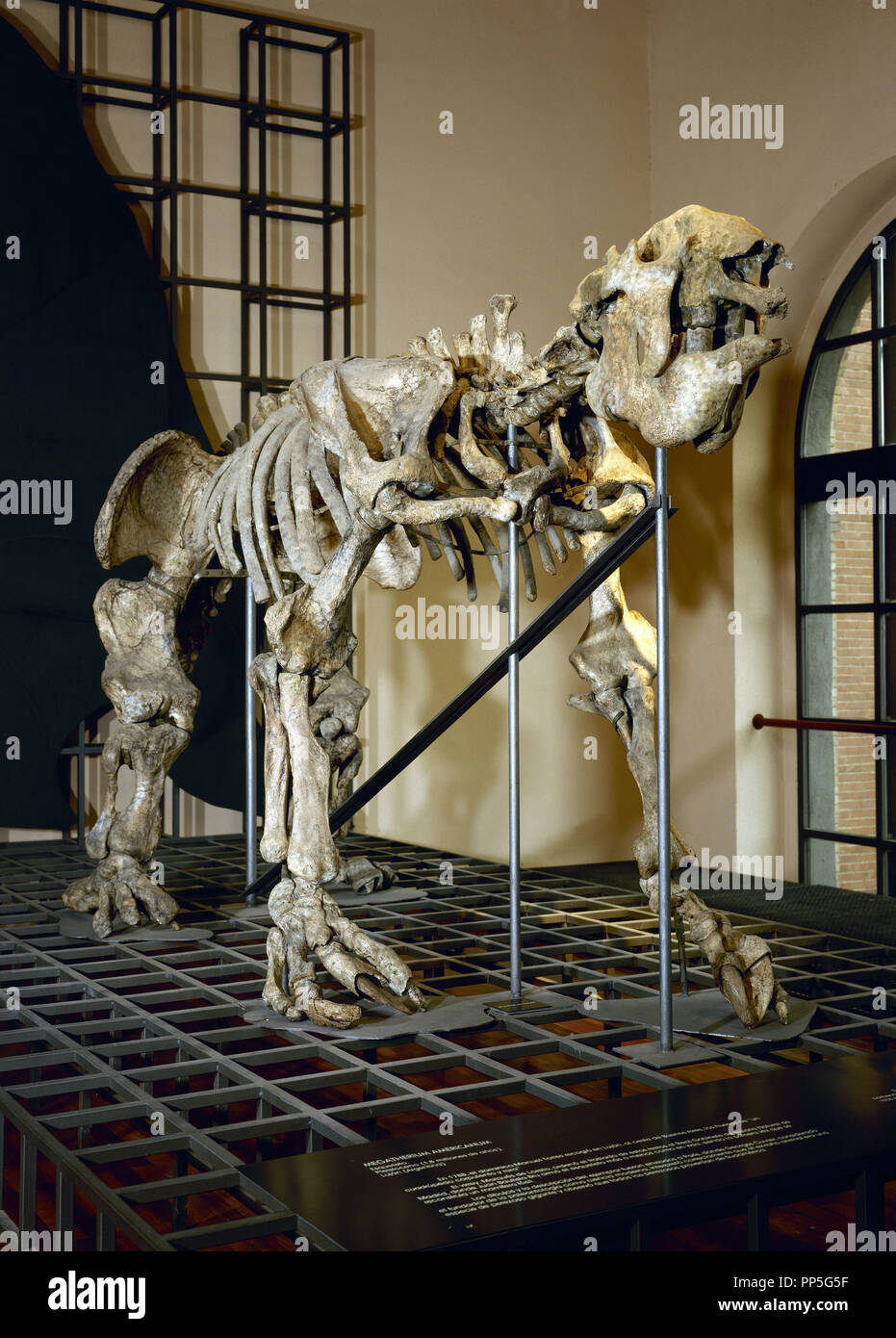 Megatherium americanum hi-res stock photography and images - Alamy