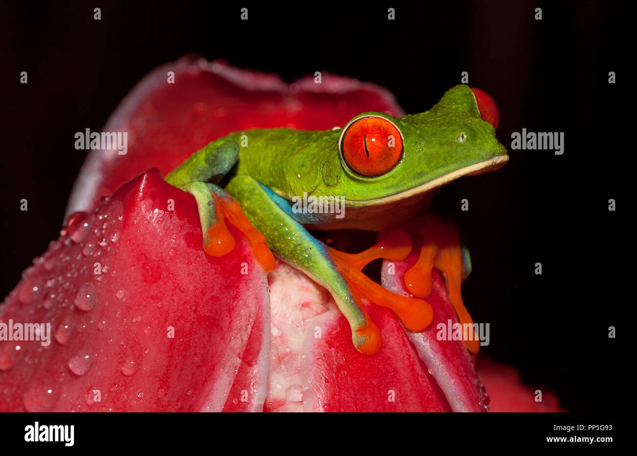 A red eyed leaf frog photographed in Costa Rica's rainforest Stock ...