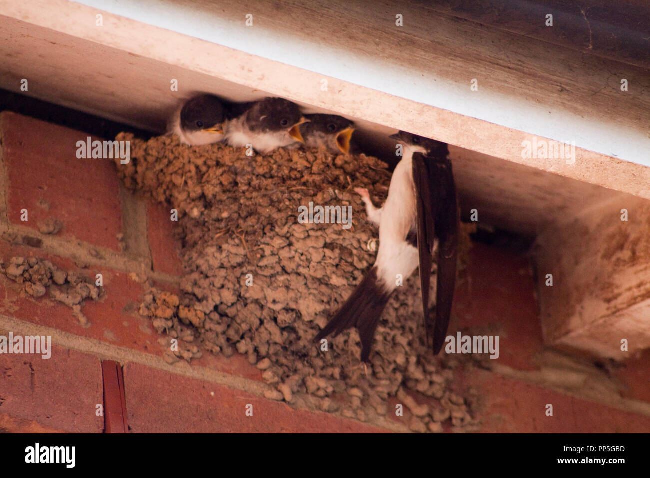 House martin uk nest feeding hi-res stock photography and images - Alamy