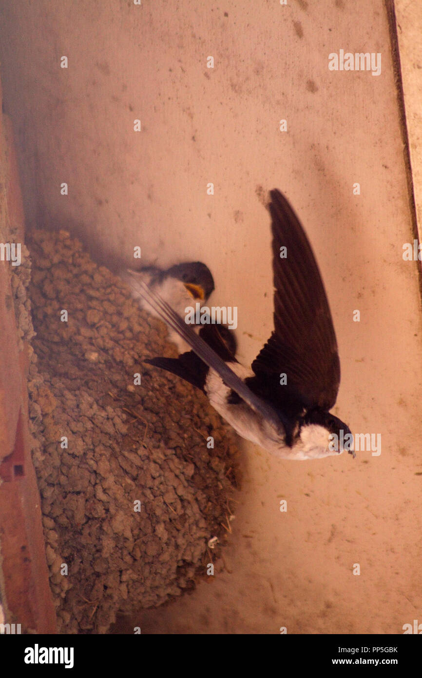 House Martin with Babies Stock Photo - Alamy