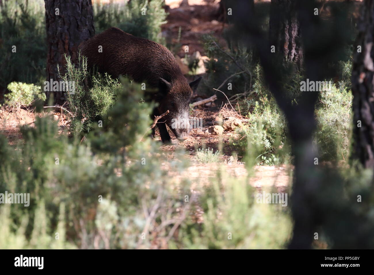 Wild boar in a mediterranean forest Stock Photo - Alamy