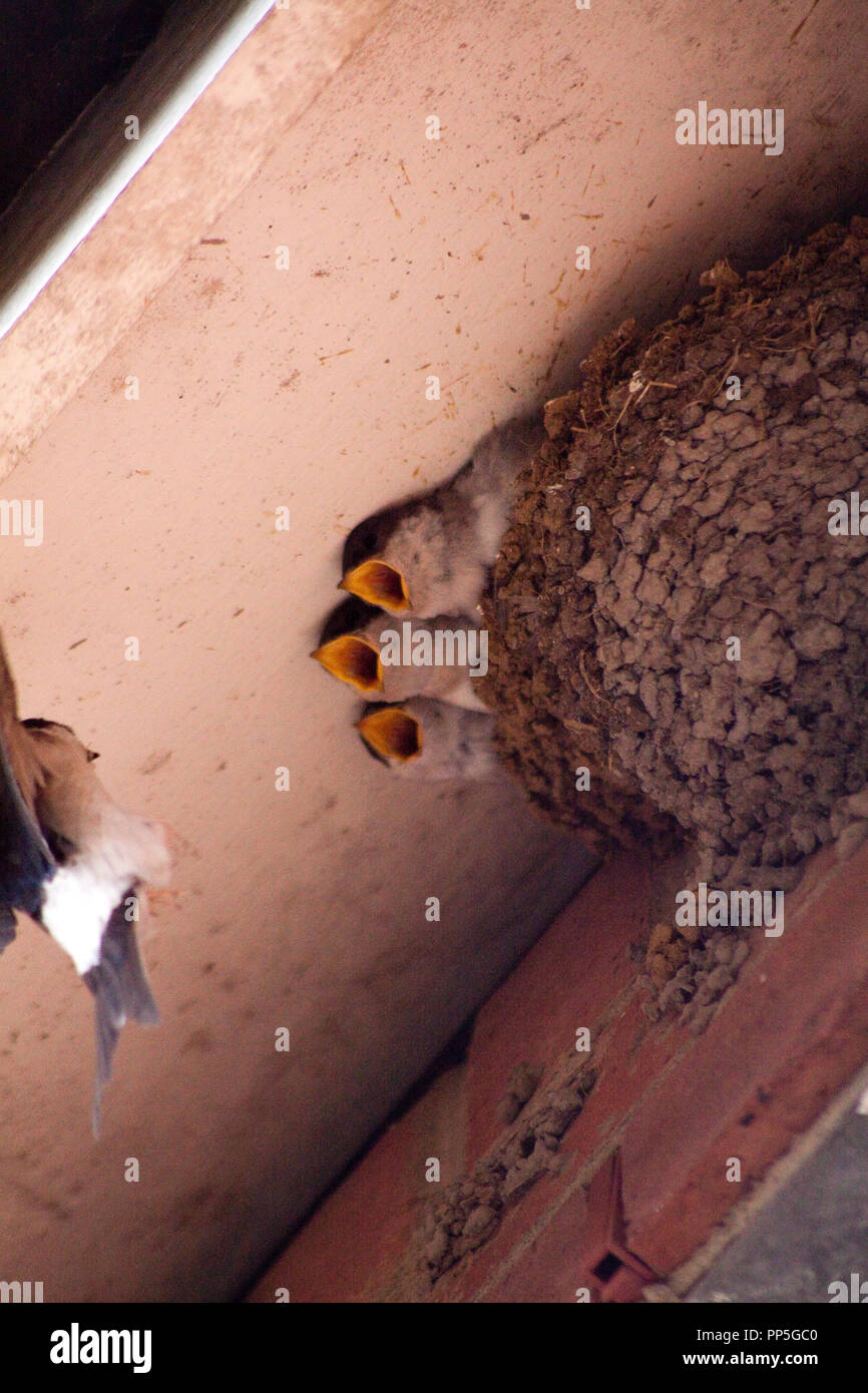 House Martin with Babies Stock Photo - Alamy