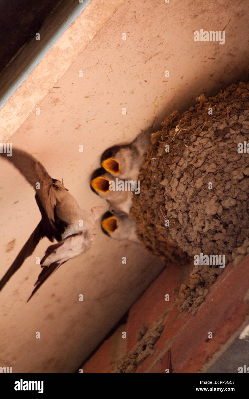 House Martin with Babies Stock Photo - Alamy
