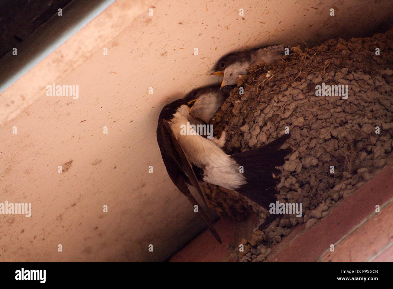 House martin uk nest feeding hi-res stock photography and images - Alamy