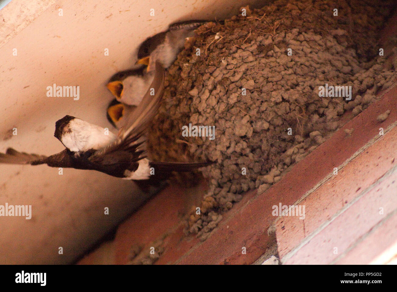 House Martin with Babies Stock Photo - Alamy