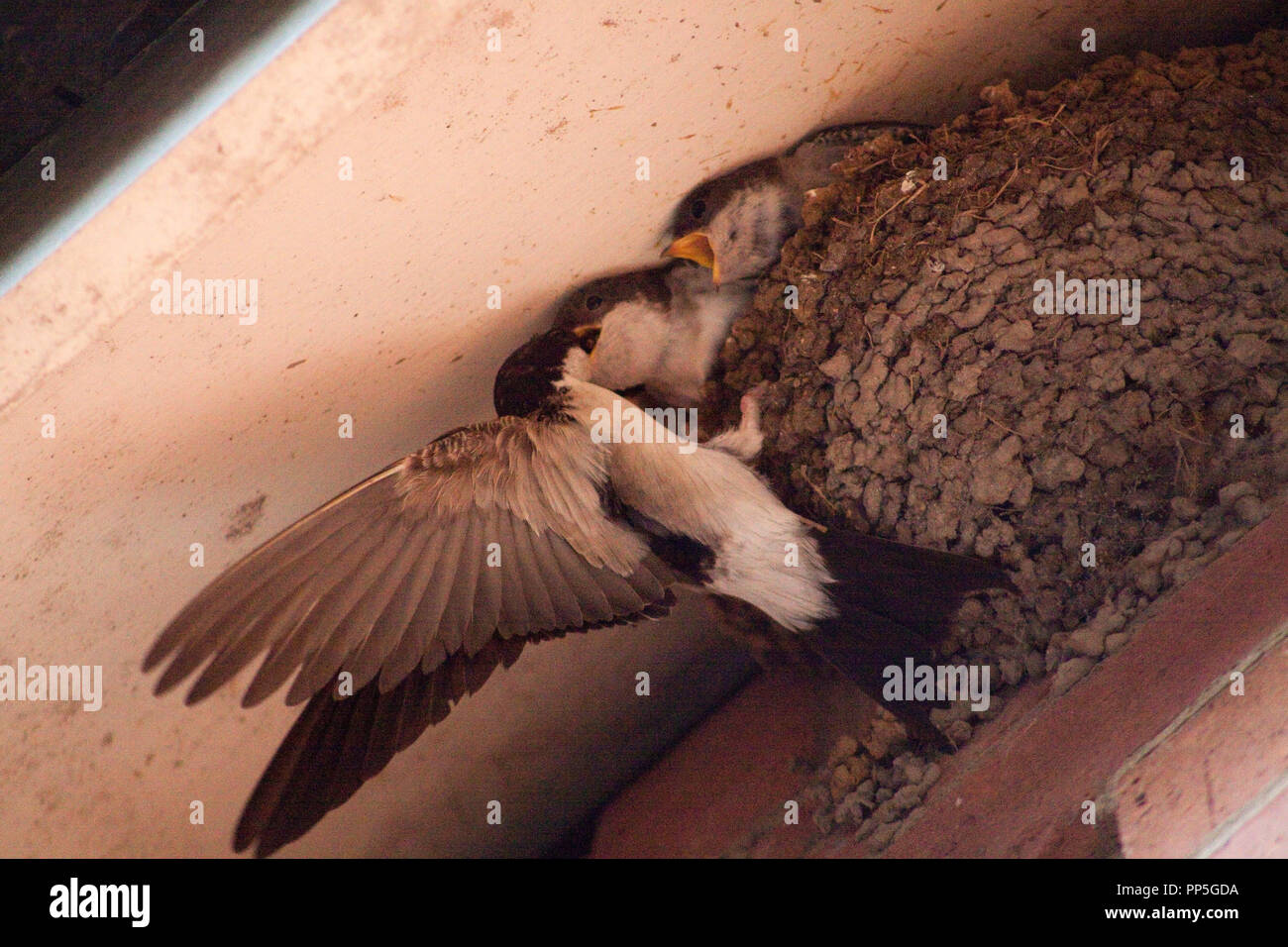 House Martin with Babies Stock Photo - Alamy