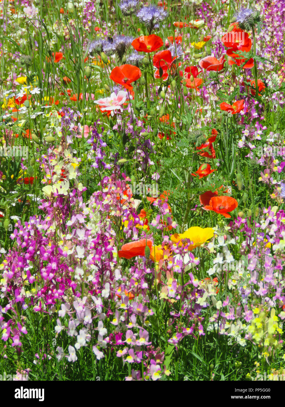 A colourful wild flower meadow in Wales UK Stock Photo - Alamy