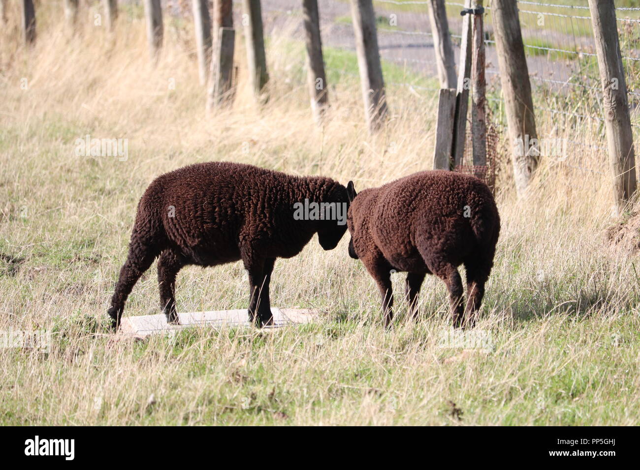 Fluffy Sheep High Resolution Stock Photography and Images - Alamy