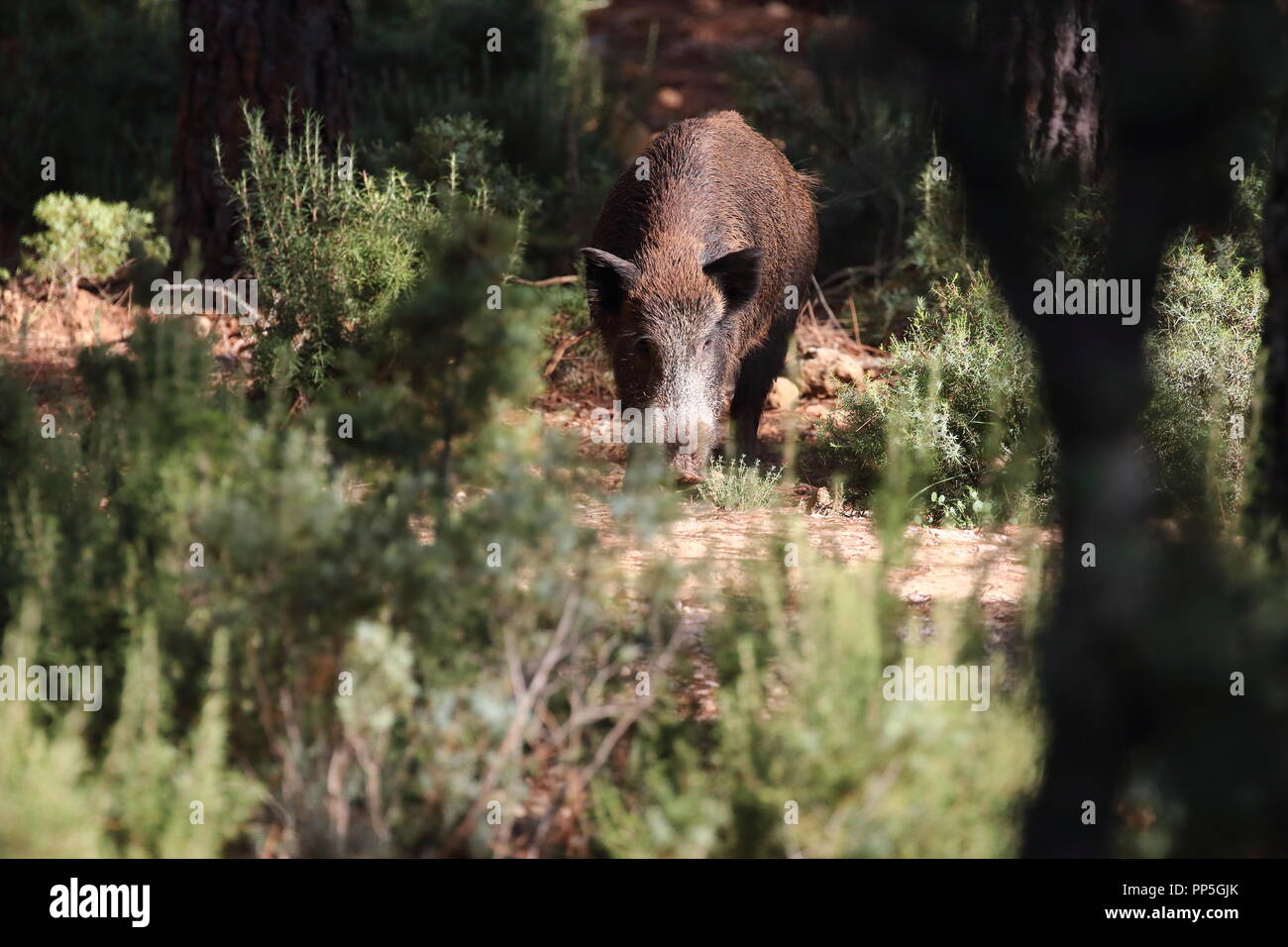 Wild boar in a mediterranean forest Stock Photo - Alamy