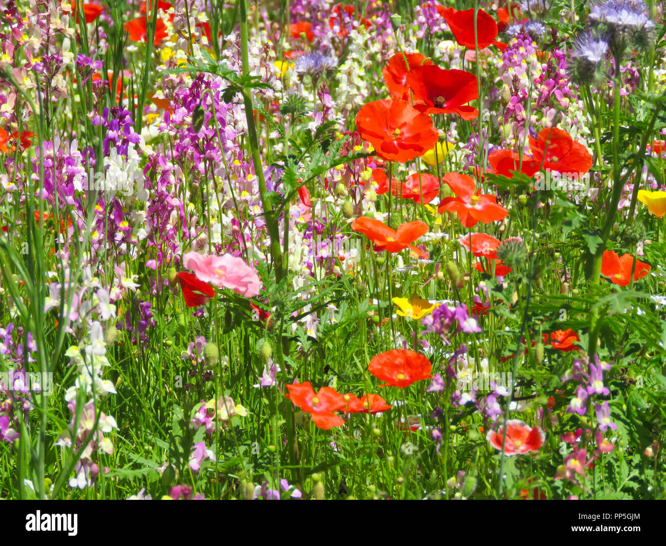 A colourful wild flower meadow in Wales UK Stock Photo - Alamy