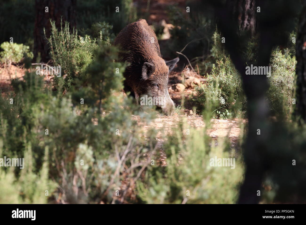 Zorzales hi-res stock photography and images - Alamy