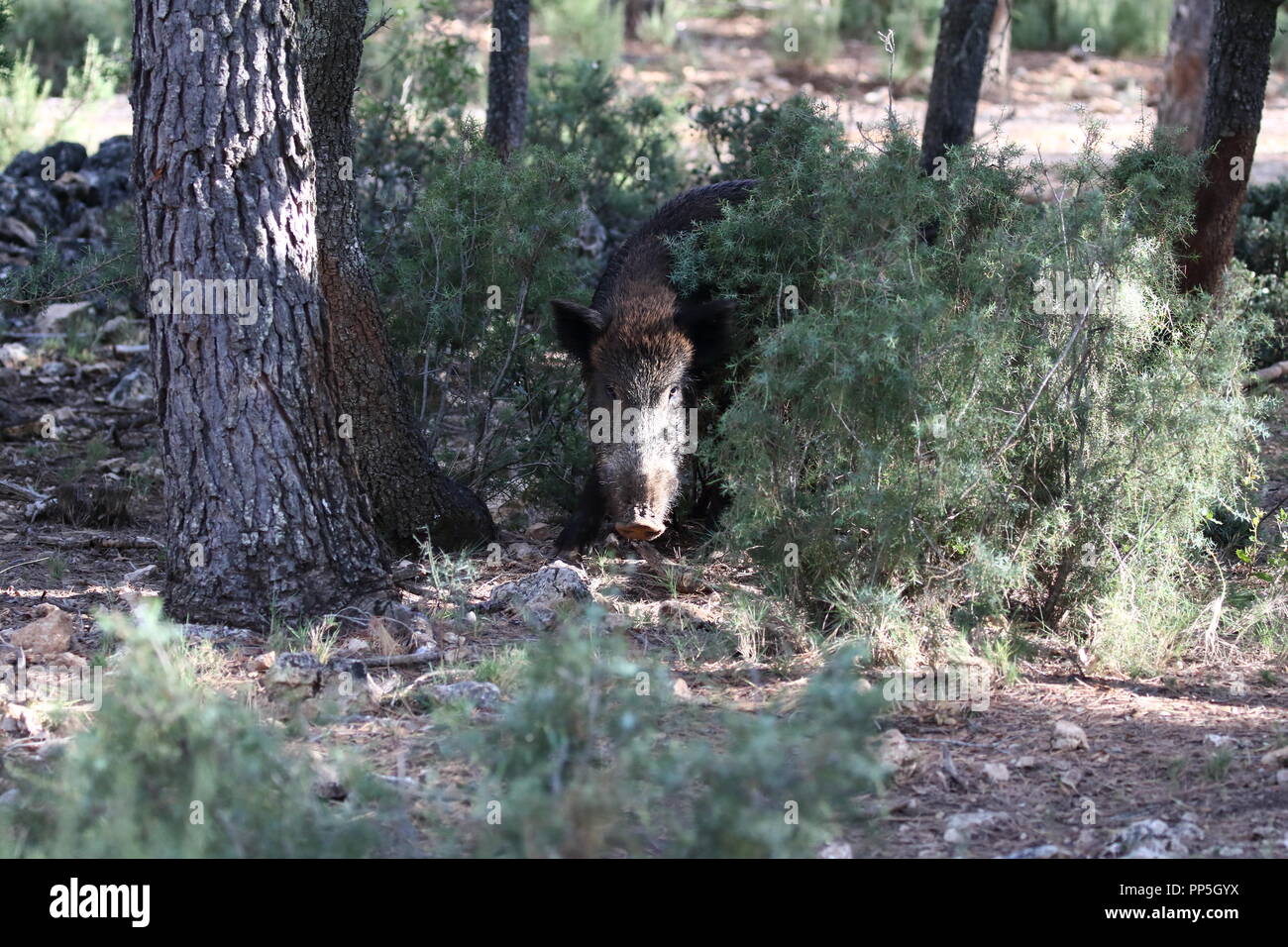 Zorzales hi-res stock photography and images - Alamy