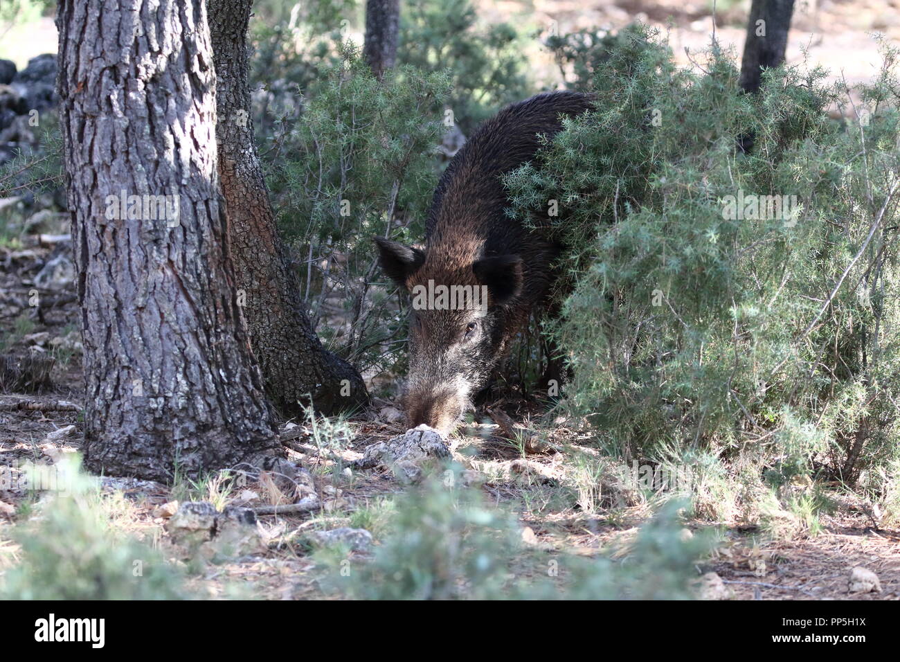 Wild boar in a mediterranean forest Stock Photo - Alamy