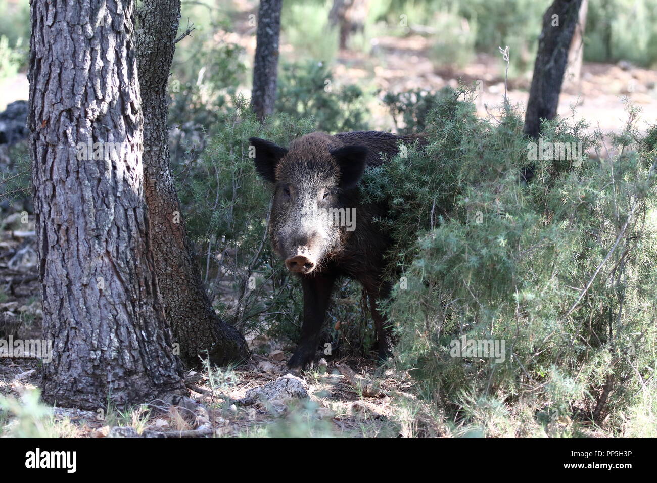 Zorzales hi-res stock photography and images - Alamy