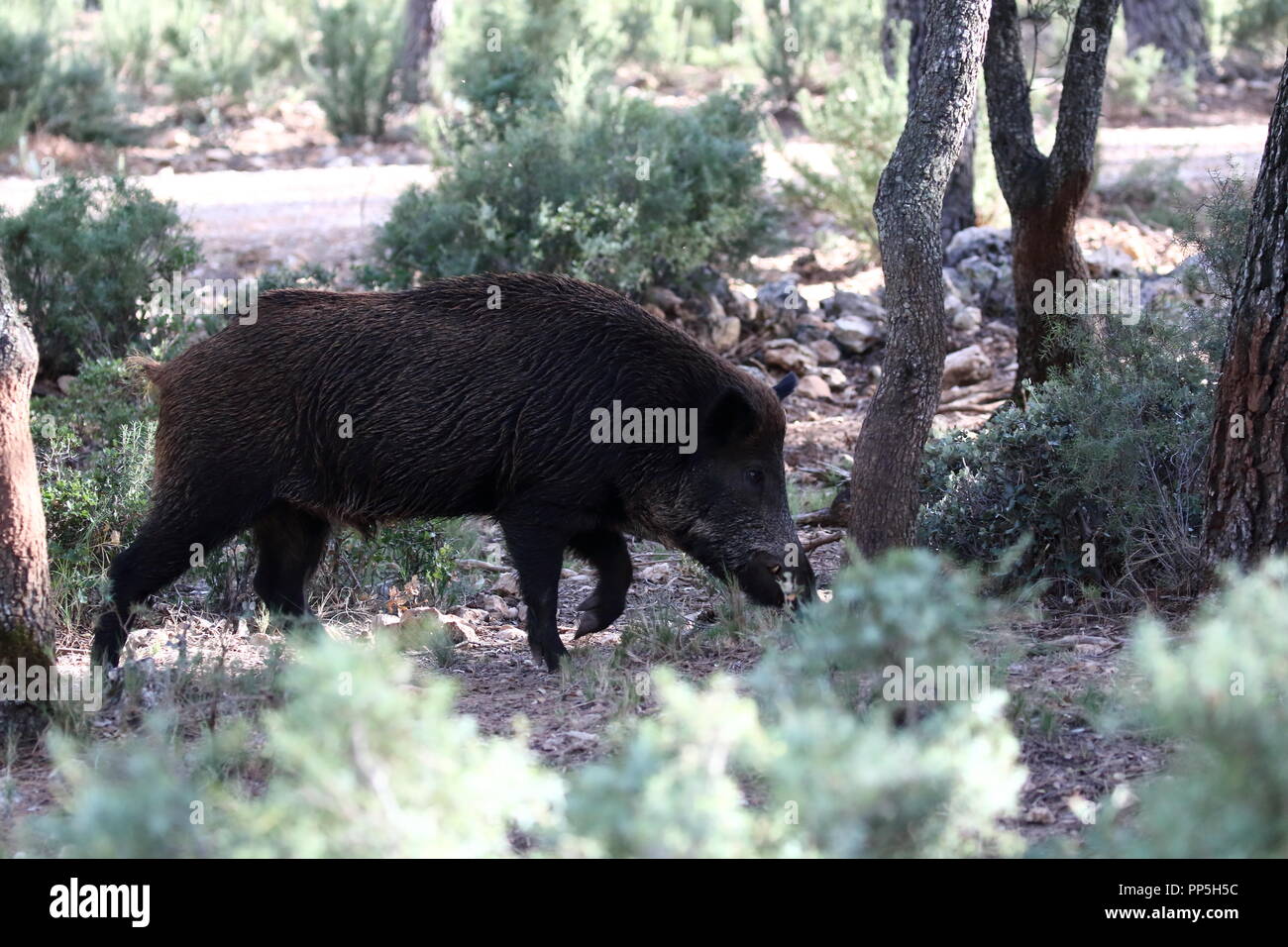 Zorzales hi-res stock photography and images - Alamy
