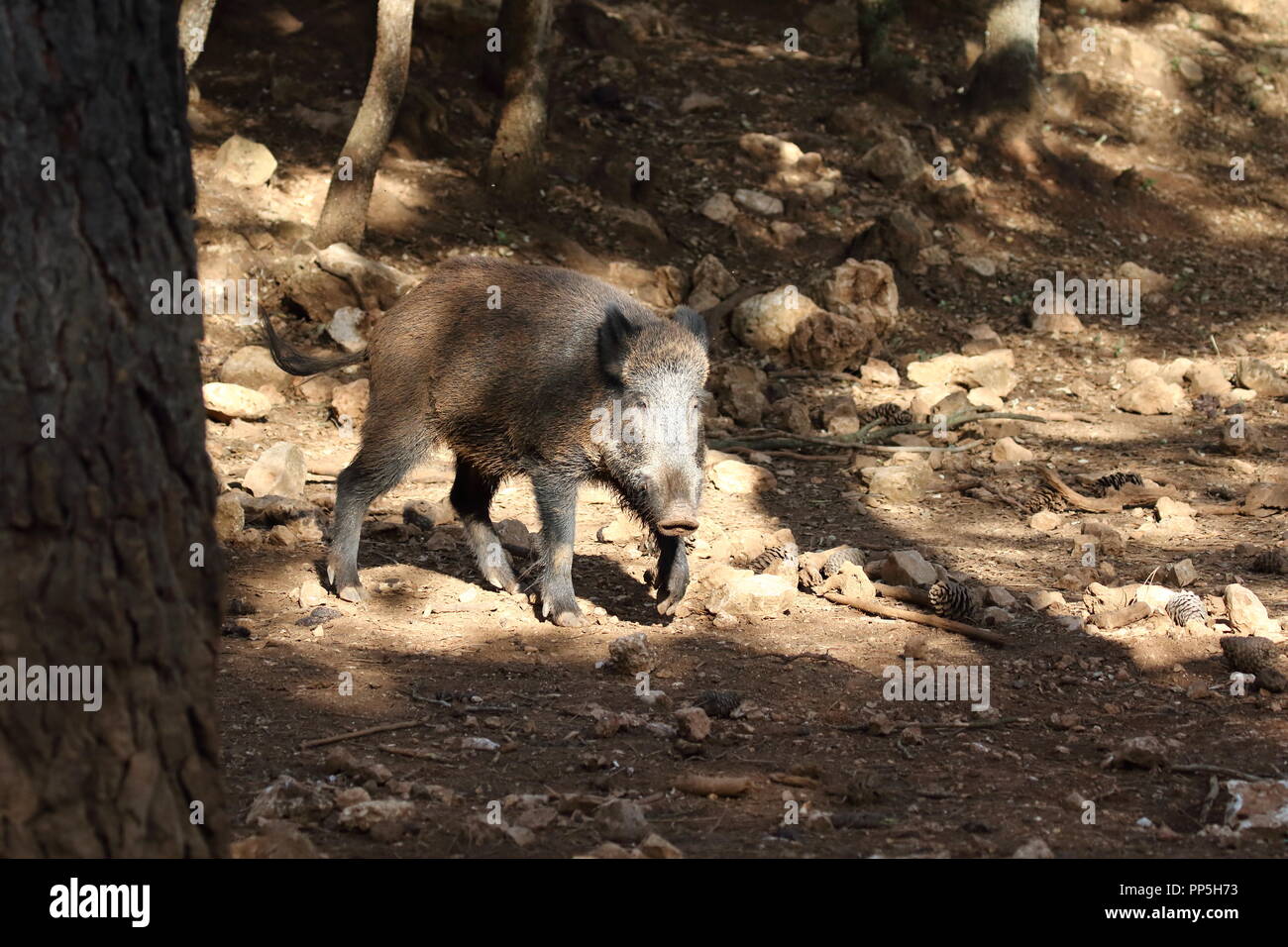 Zorzales hi-res stock photography and images - Alamy