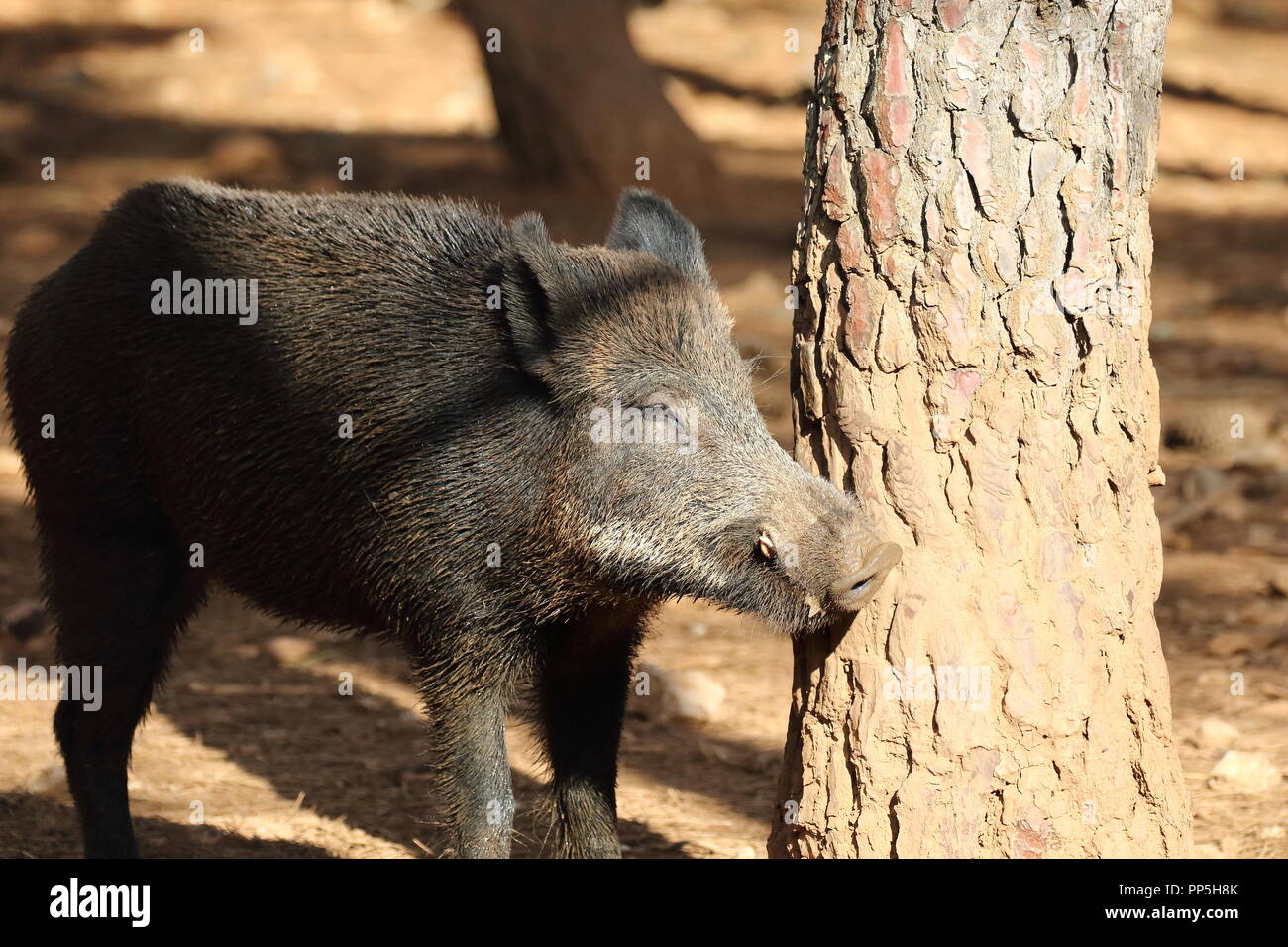 Zorzales hi-res stock photography and images - Alamy