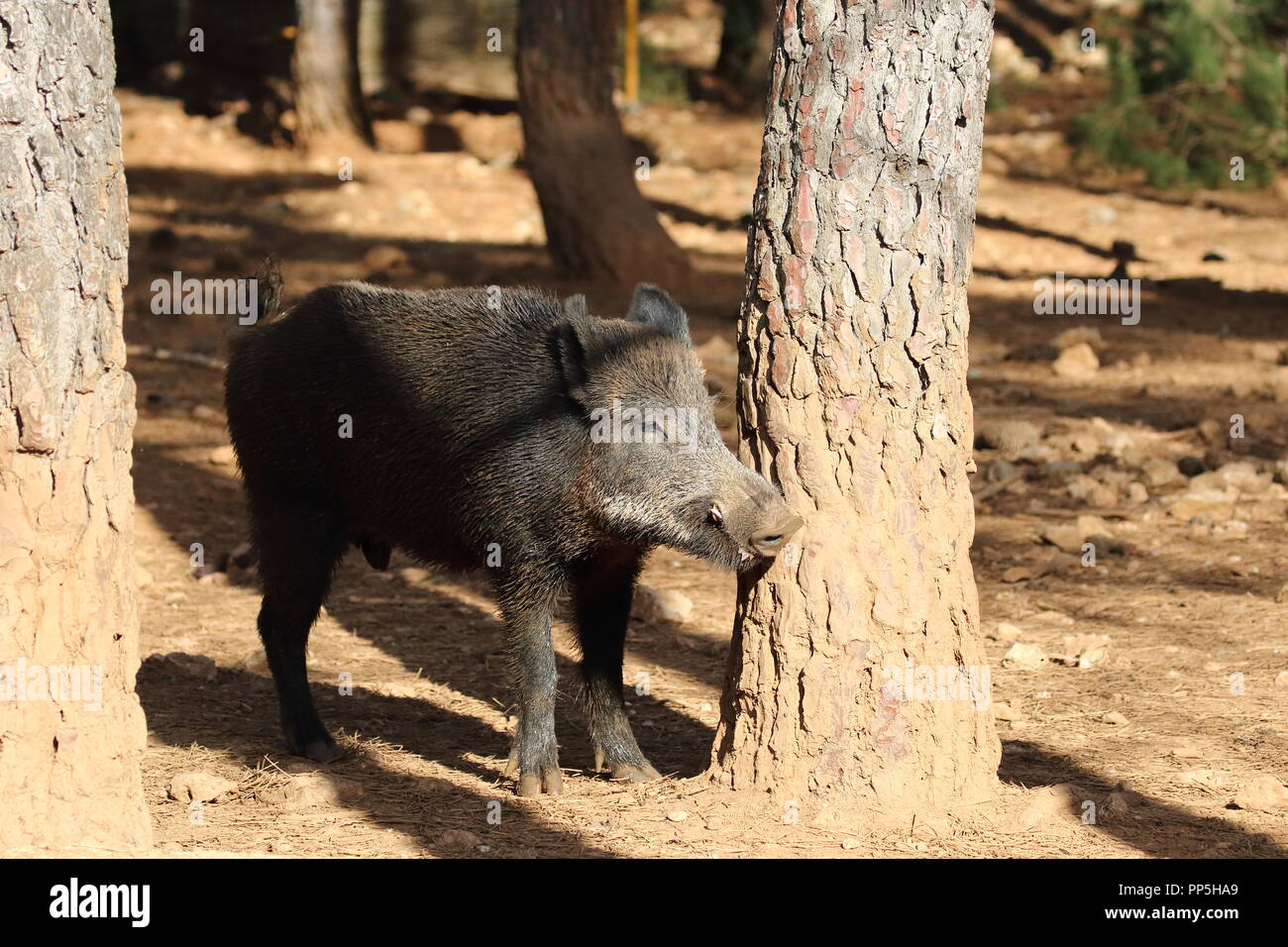 Zorzales hi-res stock photography and images - Alamy