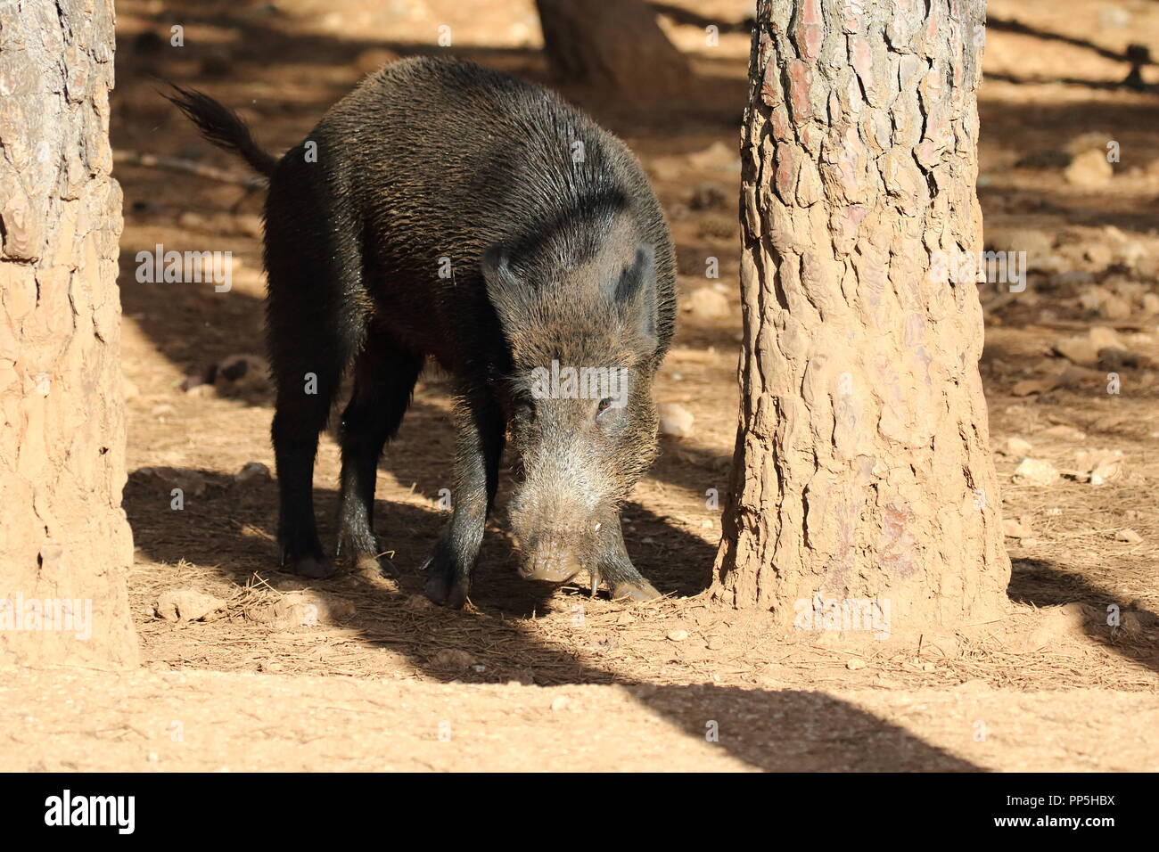 Zorzales hi-res stock photography and images - Alamy