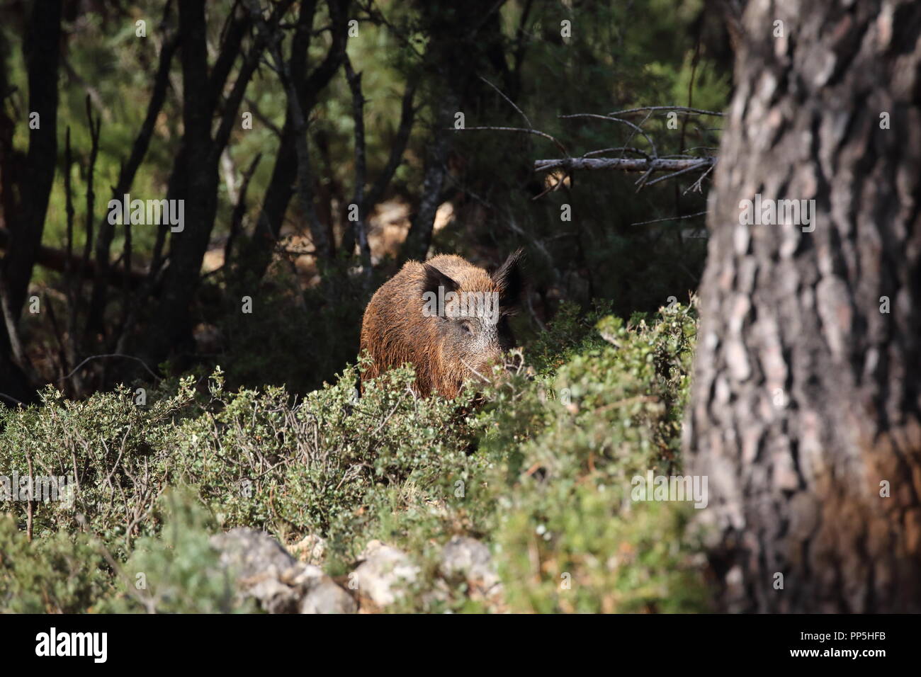 Zorzales hi-res stock photography and images - Alamy