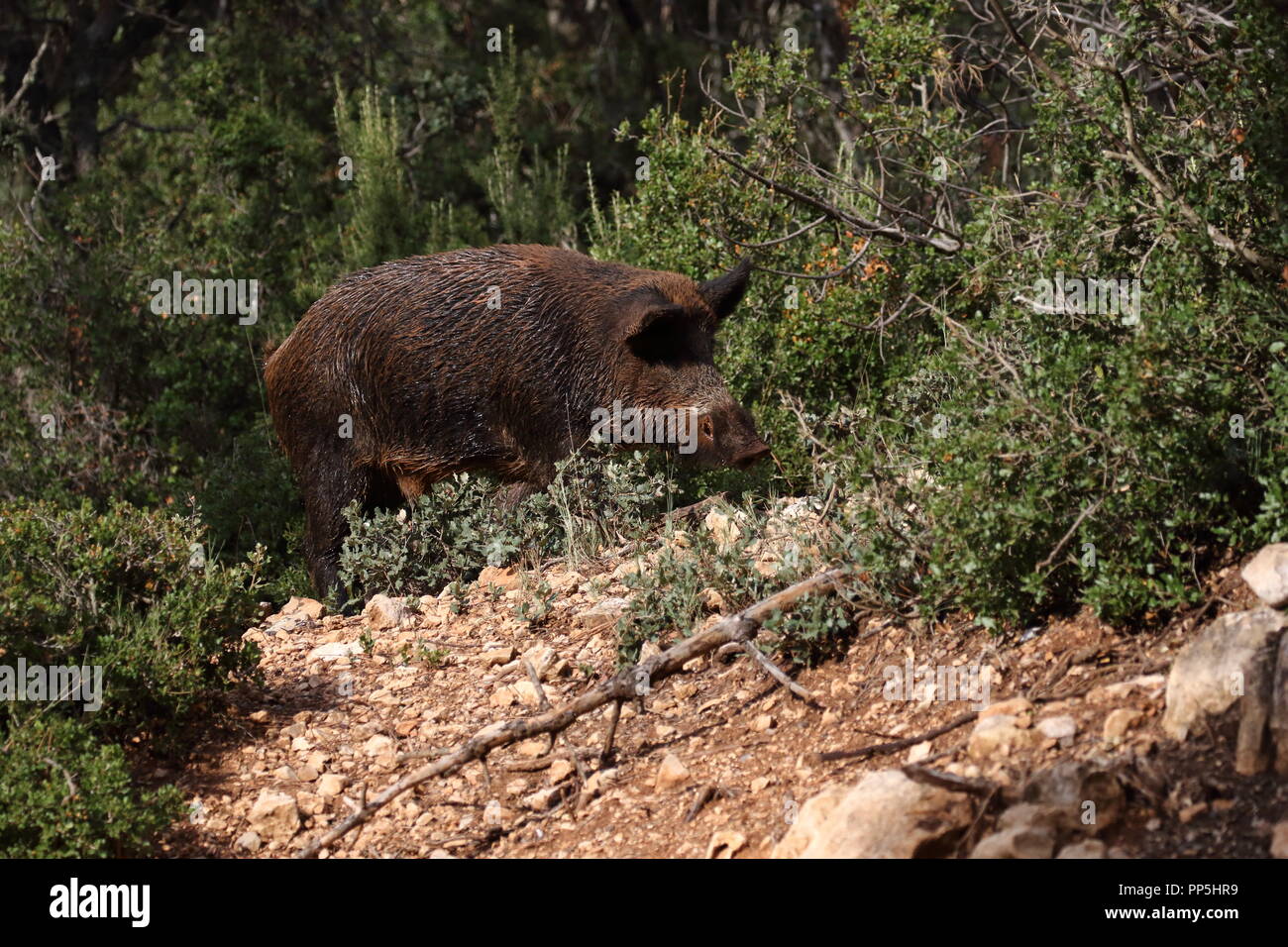 Wild boar in a mediterranean forest Stock Photo - Alamy