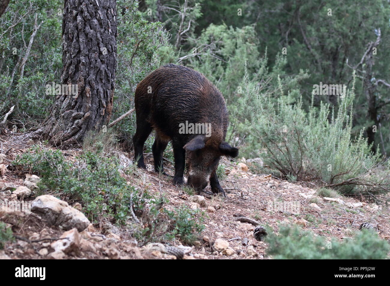 Wild boar in a mediterranean forest Stock Photo - Alamy