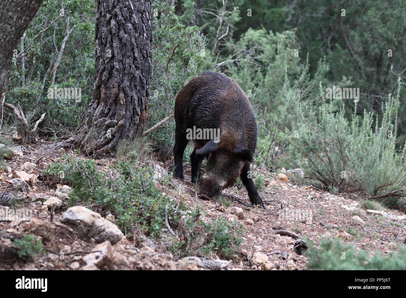 Zorzales hi-res stock photography and images - Alamy