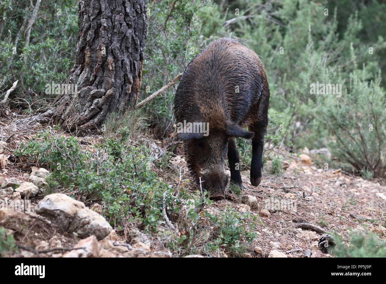 Zorzales hi-res stock photography and images - Alamy