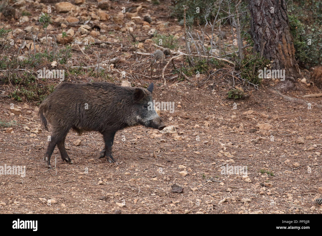 Zorzales hi-res stock photography and images - Alamy