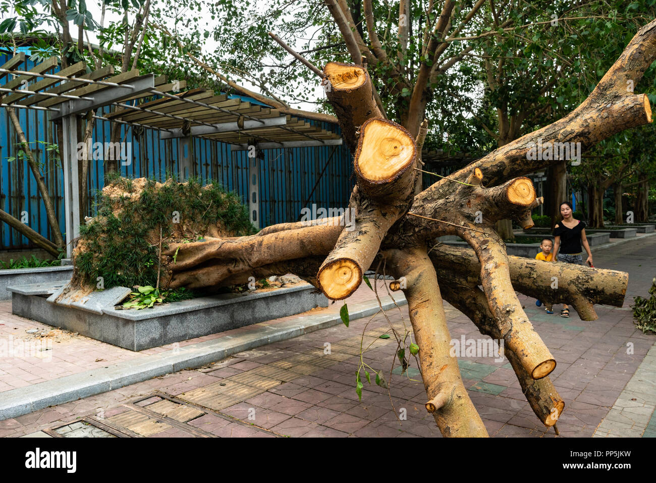 Tree down. Typhoon Mangkhut causes destruction such as this fallen tree ...