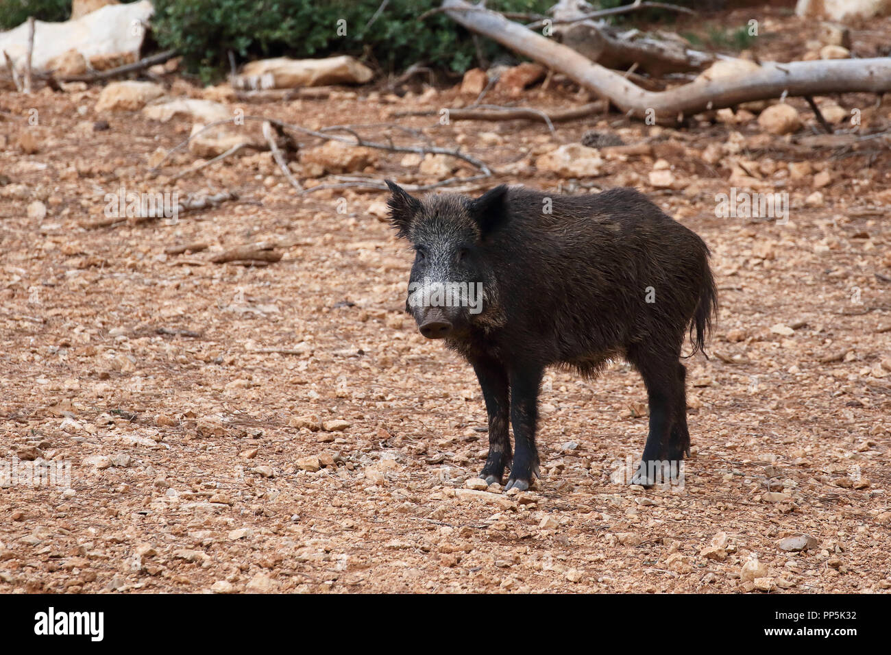 Wild boar in a mediterranean forest Stock Photo - Alamy