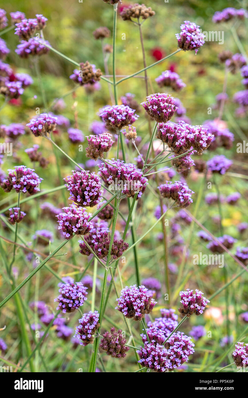 Argentinian vervain Verbena bonariensis flowers Stock Photo - Alamy