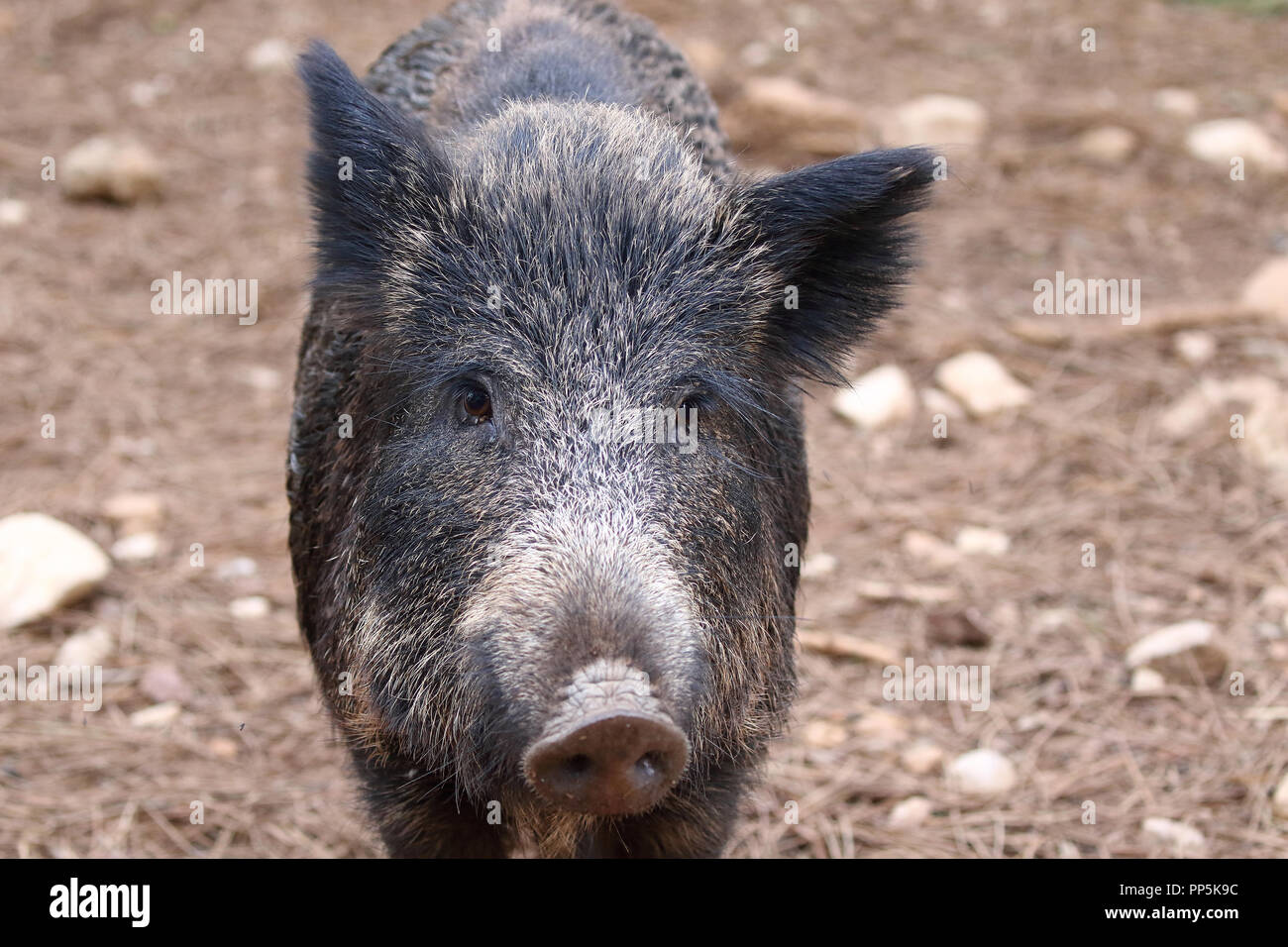 Zorzales hi-res stock photography and images - Alamy