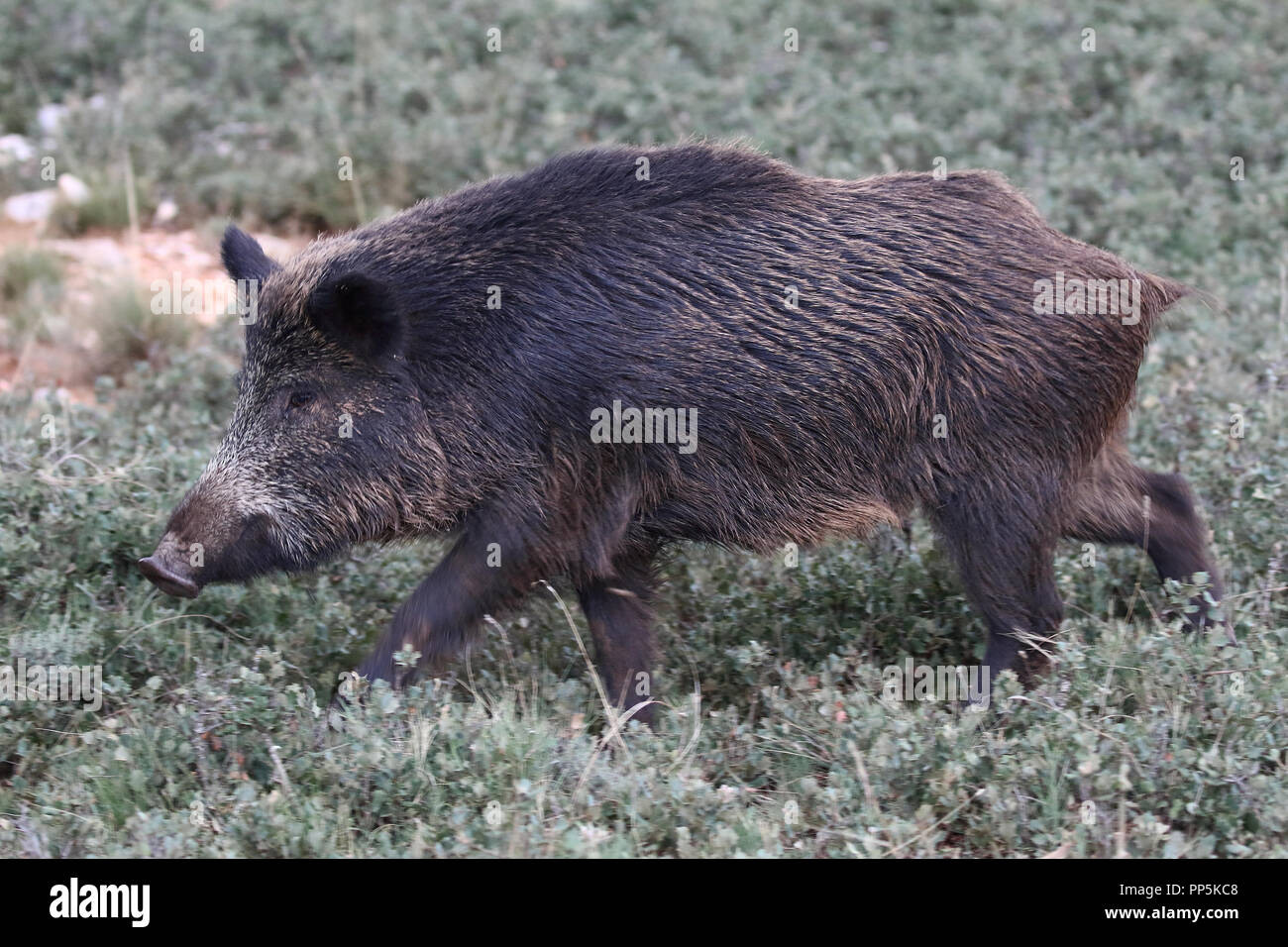 Wild boar in a mediterranean forest Stock Photo - Alamy