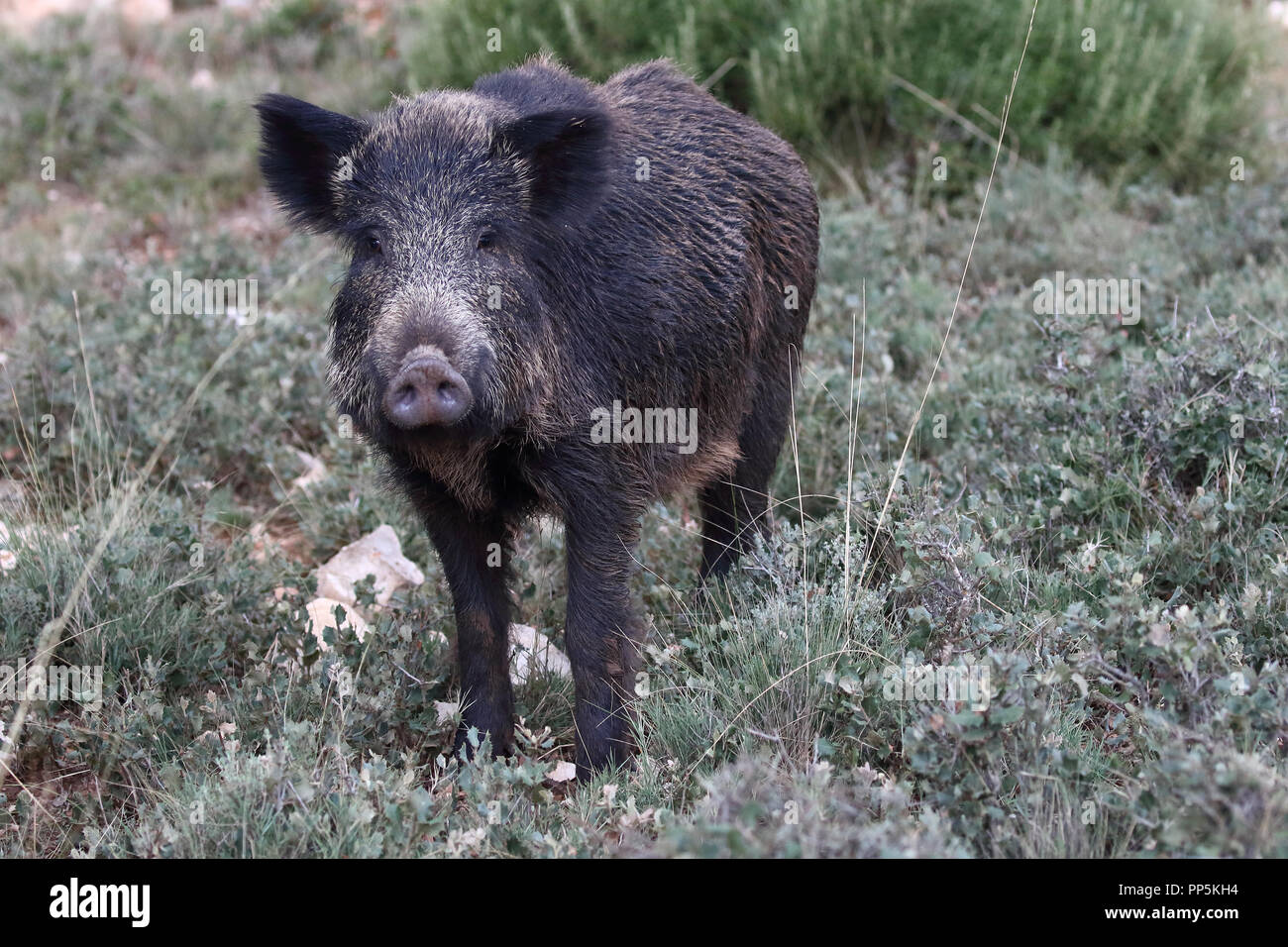 Wild boar in a mediterranean forest Stock Photo - Alamy