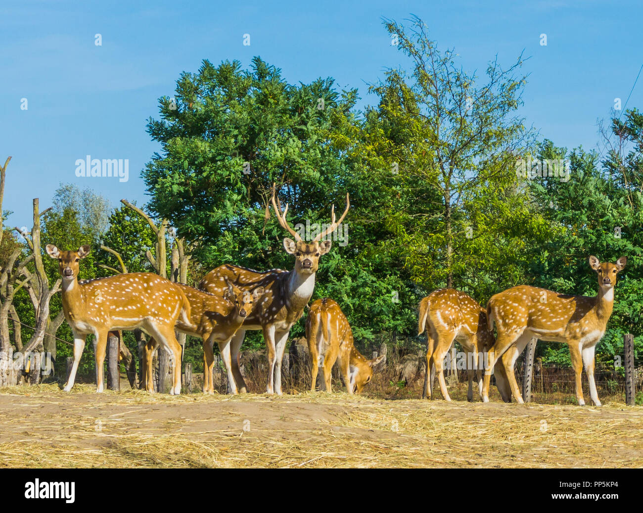 animal family portrait of a deer with does together in a nature ...