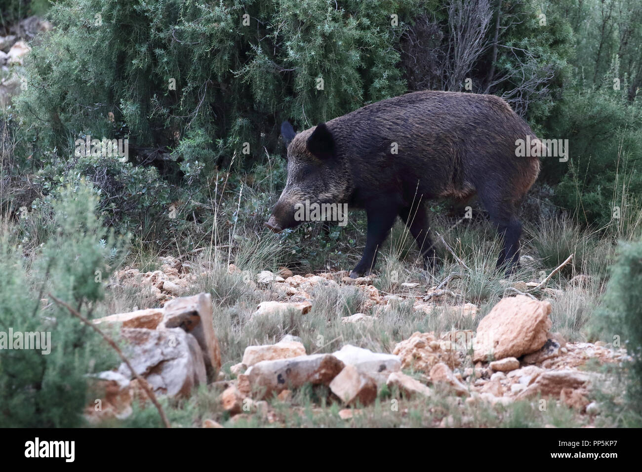 Zorzales hi-res stock photography and images - Alamy