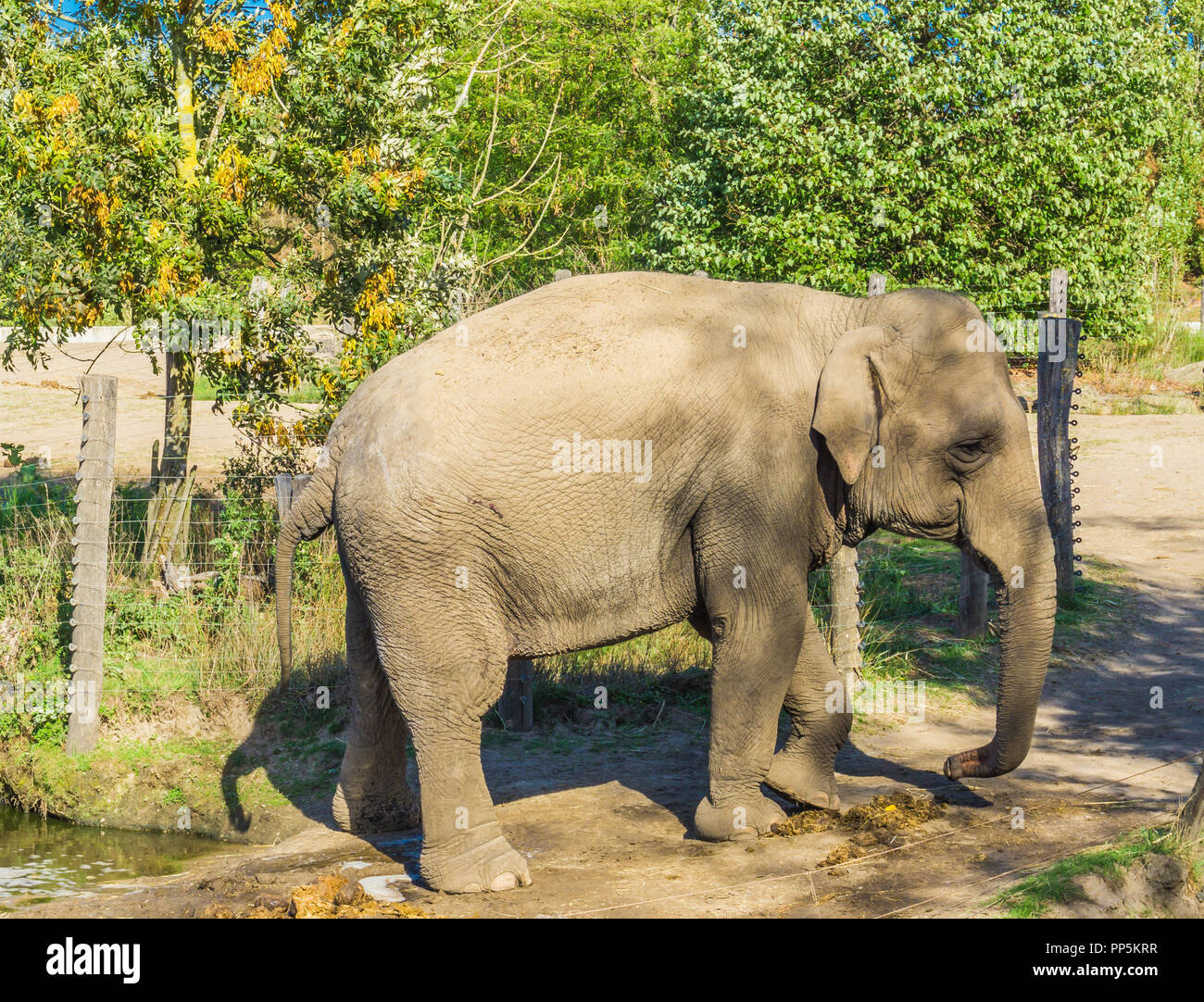 single brown grey big elephant walking in a nature landscape scene ...