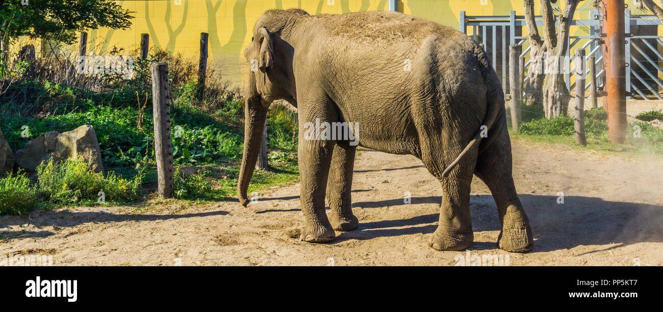 huge brown grey elephant standing on dry sand back side view Stock ...