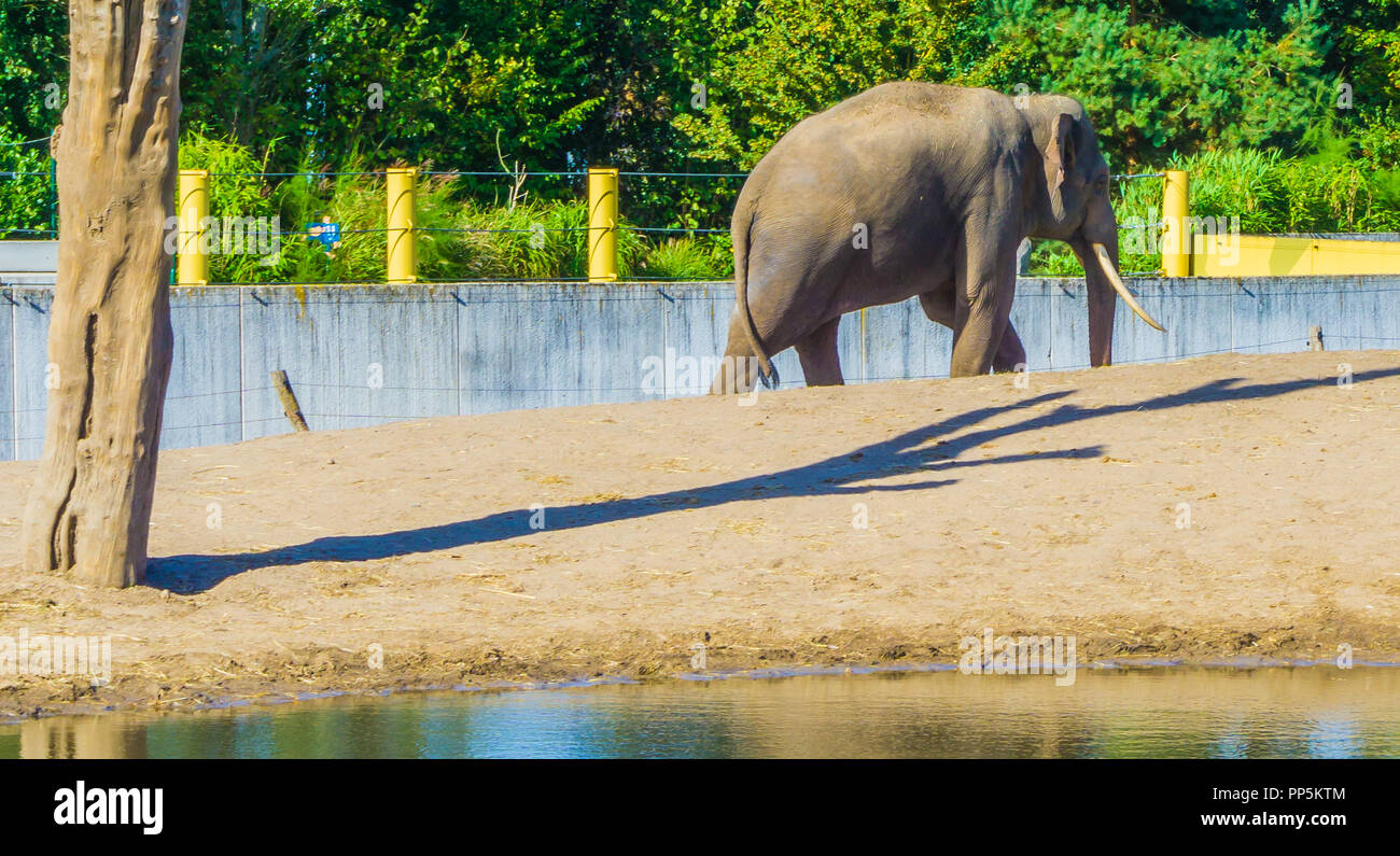 Big grey elephant with tusks walking around side view Stock Photo - Alamy