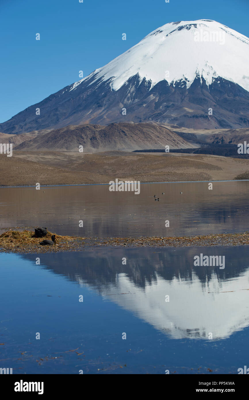 Snow capped Parinacota Volcano, 6,324m high, reflected in Lake Chungara ...