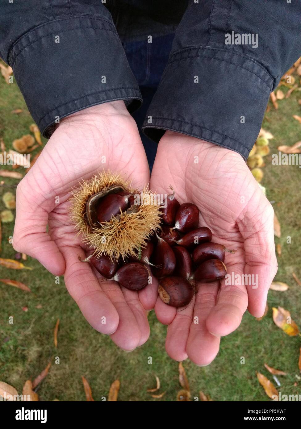 Portuguese chestnut hi-res stock photography and images - Alamy