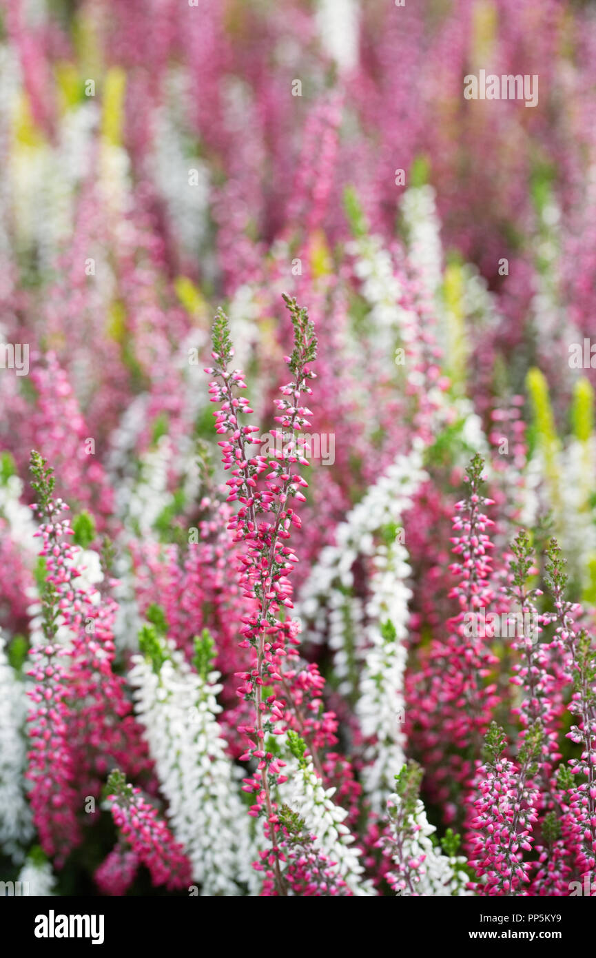 Calluna vulgaris 'Beauty Ladies’ flowers Stock Photo - Alamy